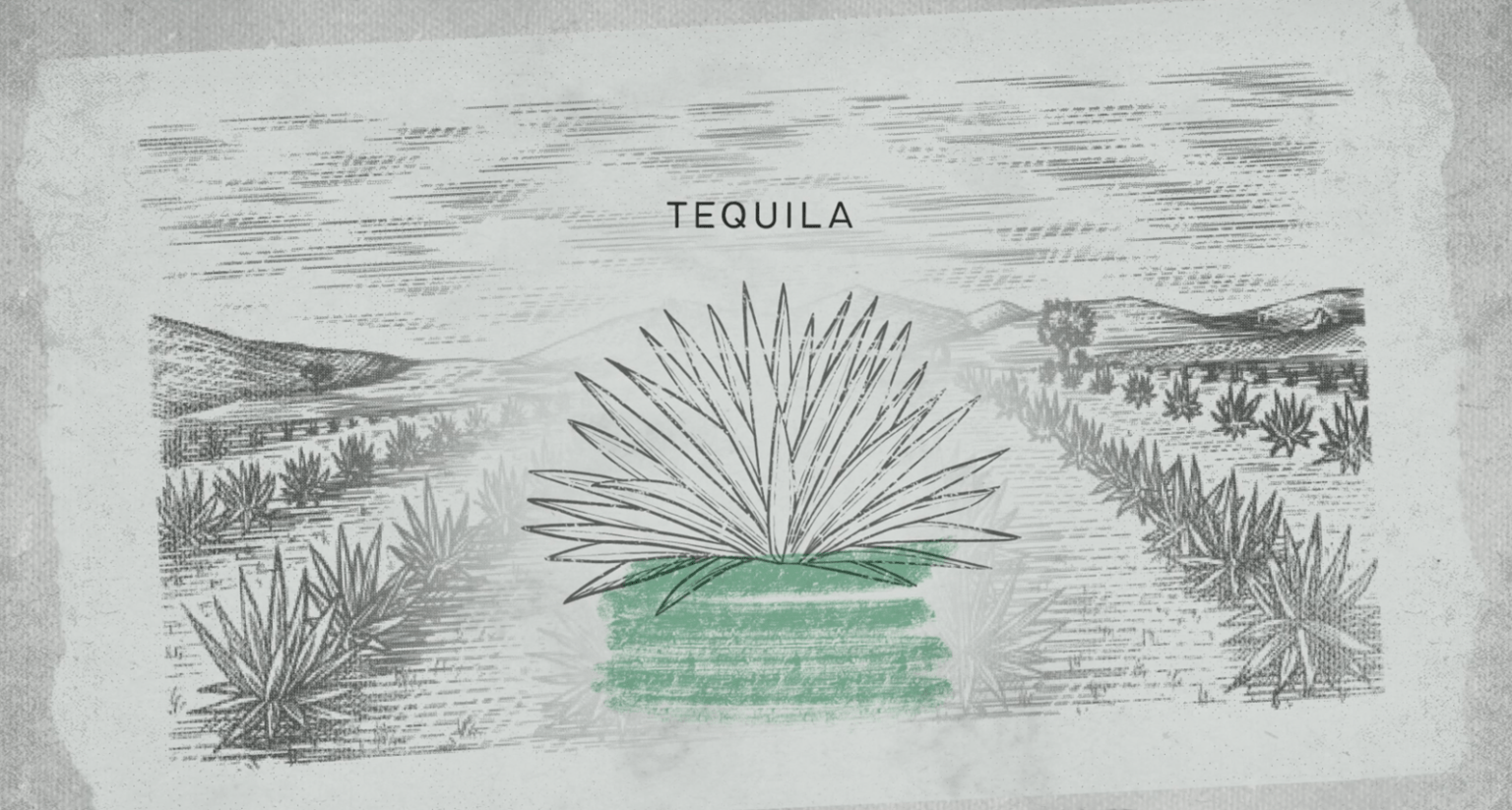Best Tequila Facts You Should Know in 2021: Become A Connoisseur